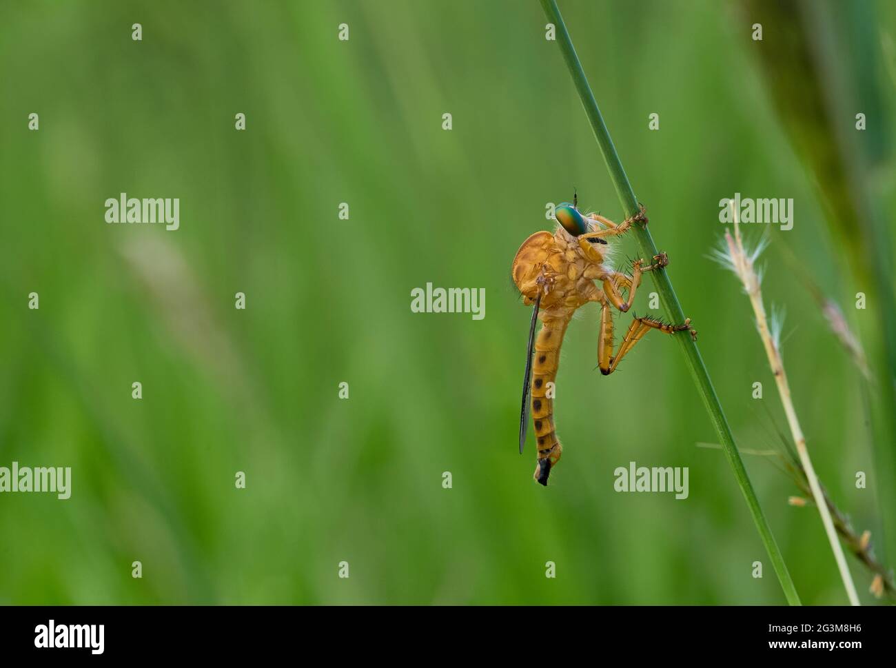 Insect on a blade of grass Stock Photo - Alamy