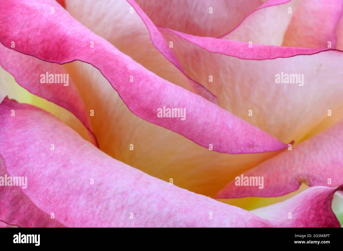 Narrow depth of field macro photo of details of pink and yellow rose ...