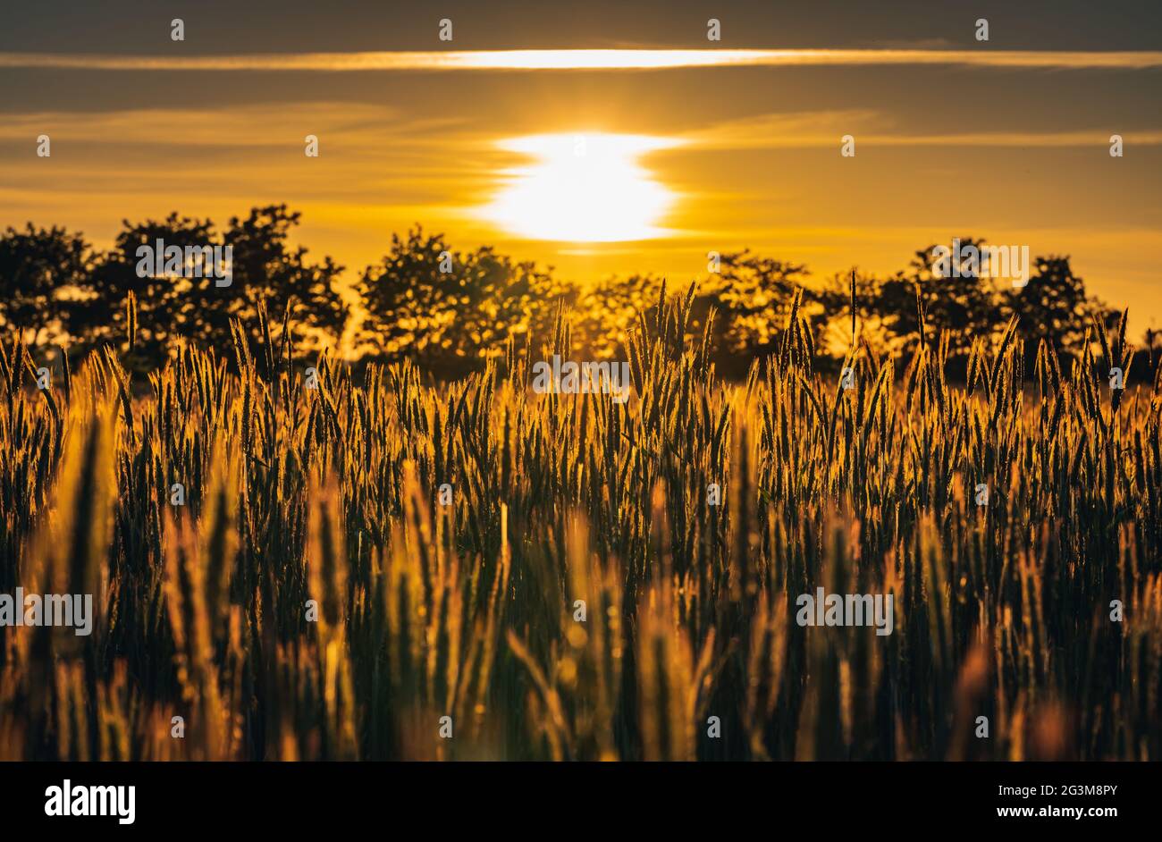 Rye at the sunset hi-res stock photography and images - Alamy