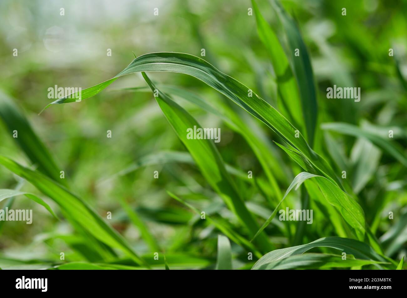 green grass in the morning Stock Photo - Alamy