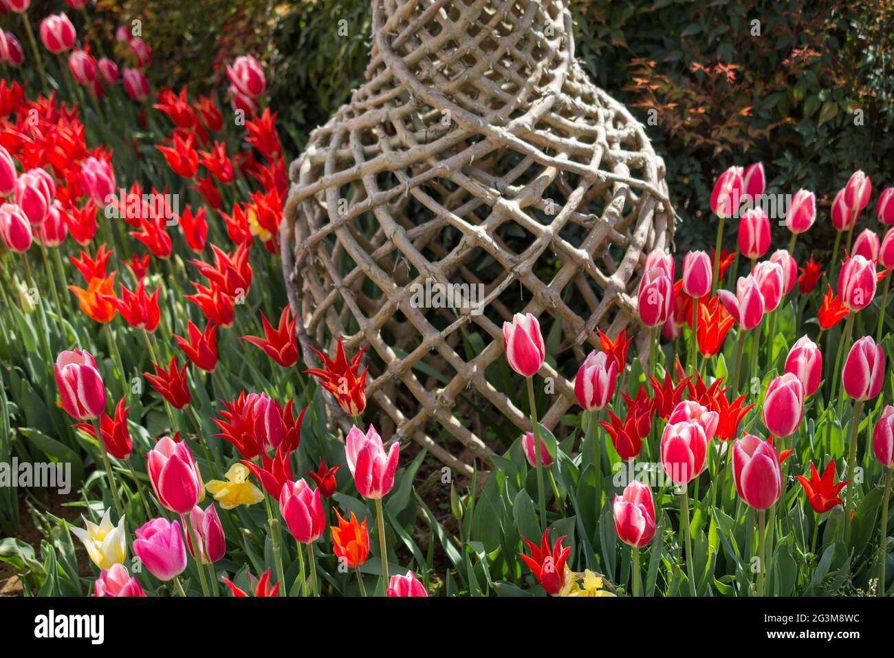 Tulips bloom in the spring season Stock Photo - Alamy