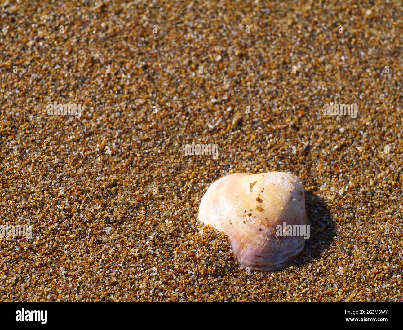 seashell on sand, top view, copy space Stock Photo - Alamy