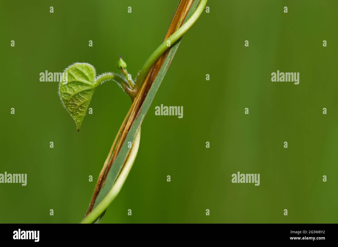 Leaf on the vine hi-res stock photography and images - Alamy