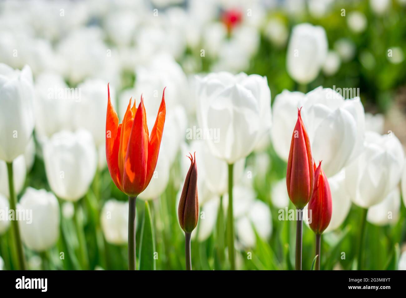 Orange tulip garden hi-res stock photography and images - Alamy