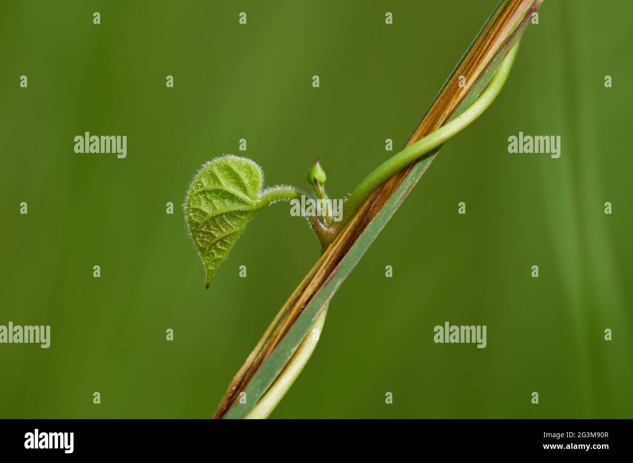 Leaf on the vine hi-res stock photography and images - Alamy