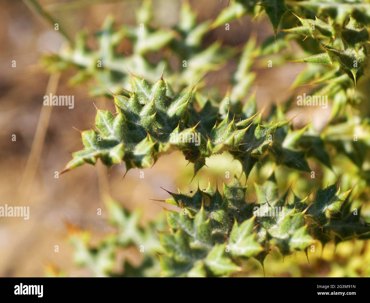 Bush desert plant spiky leaves hi-res stock photography and images - Alamy