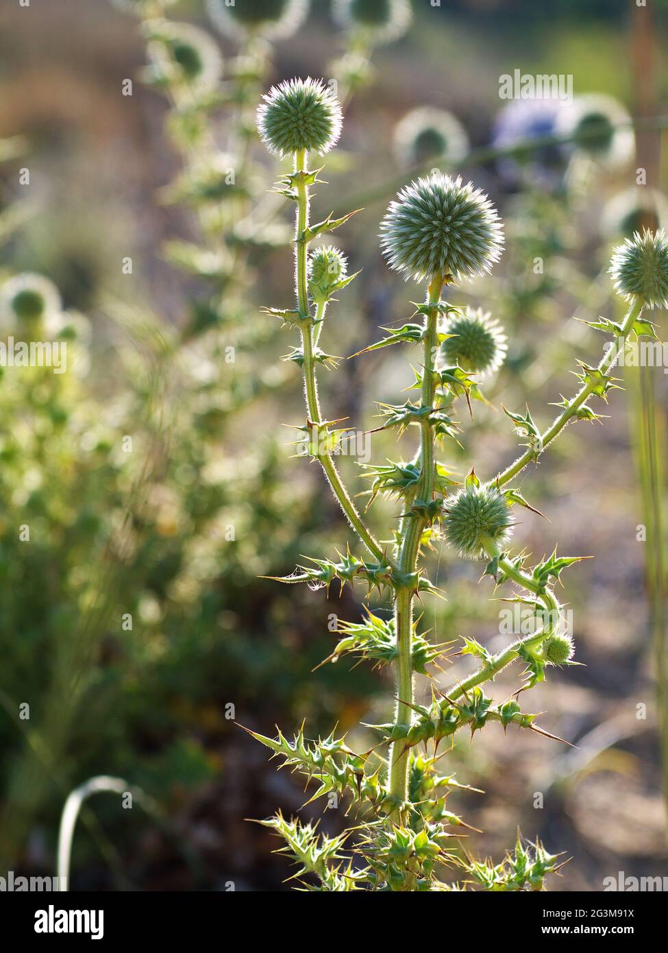 prickly plant growing in desert place backlit by sun Stock Photo - Alamy