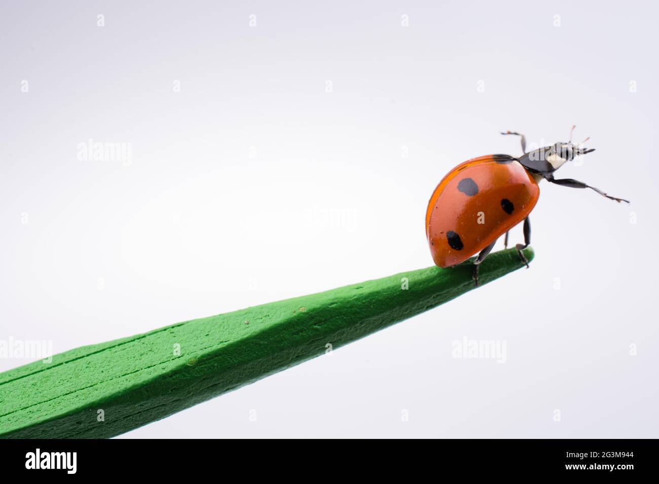 Cute Stick Insect High Resolution Stock Photography and Images - Alamy