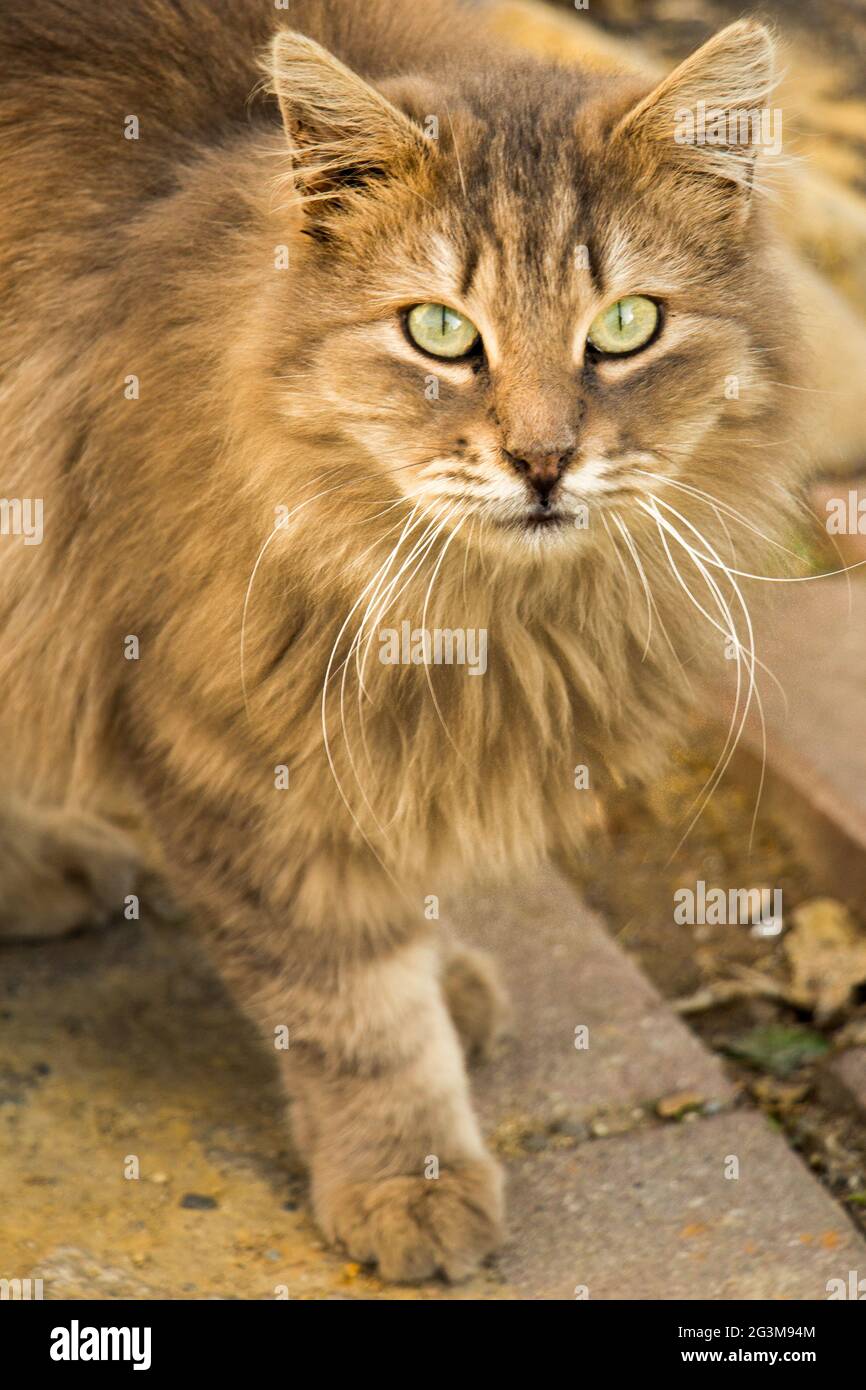 Portrait of a homeless cat hi-res stock photography and images - Alamy