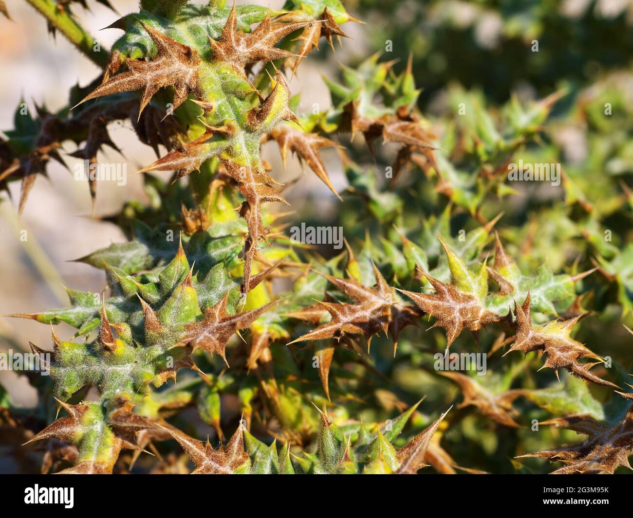 prickly plant leaves closeup Stock Photo - Alamy