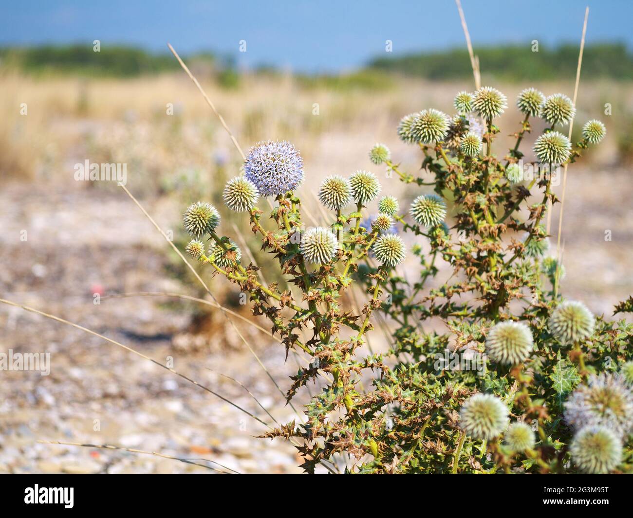 prickly plant growing in desert place under sunlight Stock Photo - Alamy