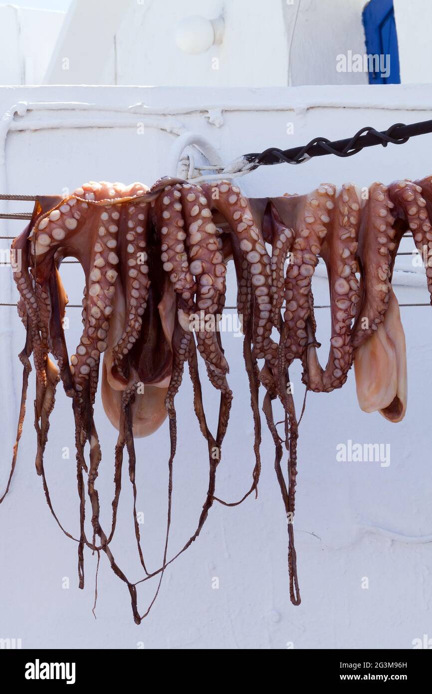 Octopus to dry in the sunshine hi-res stock photography and images - Alamy