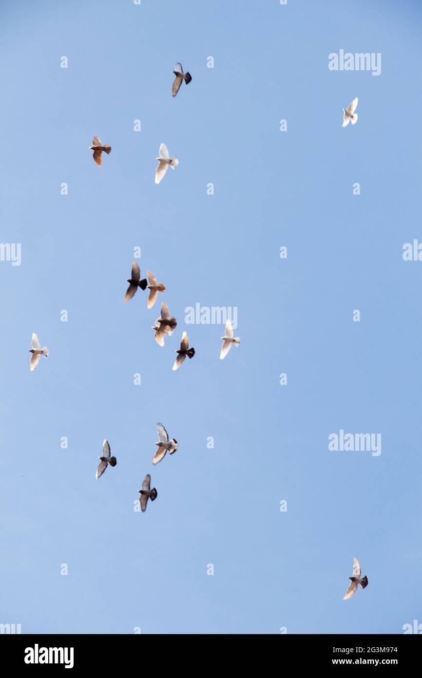 Flock birds fly in blue hi-res stock photography and images - Alamy