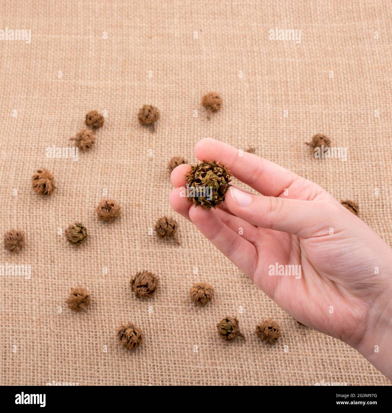 Hand holding pod or capsule Stock Photo - Alamy