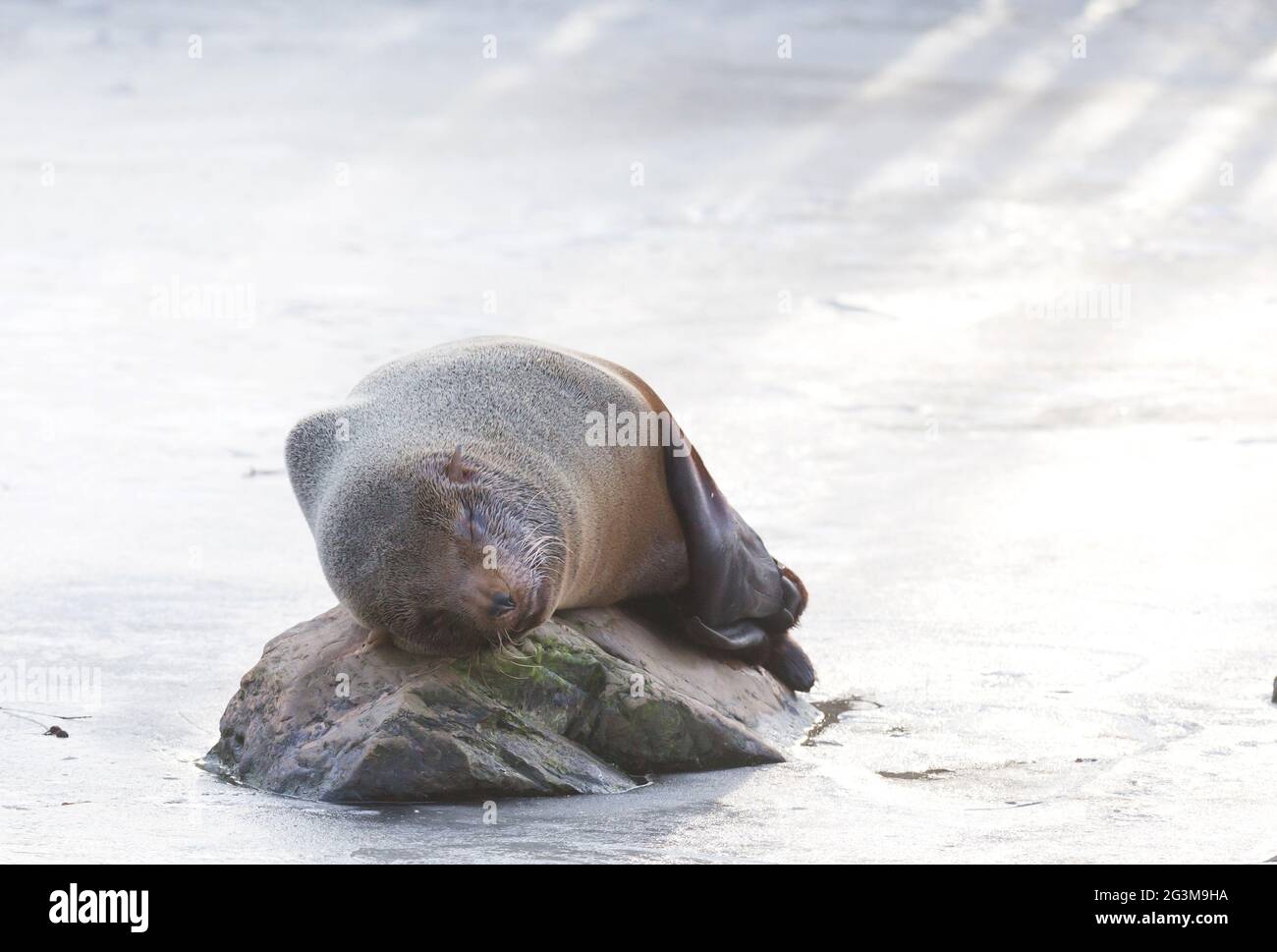 Lion eating dead animal closeup hi-res stock photography and images - Alamy