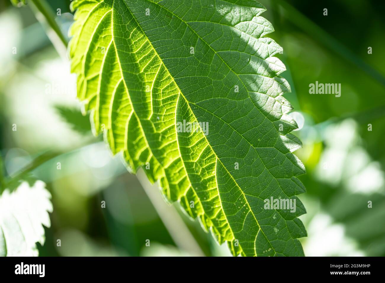 green plant background and plant structure usable as graphic background ...