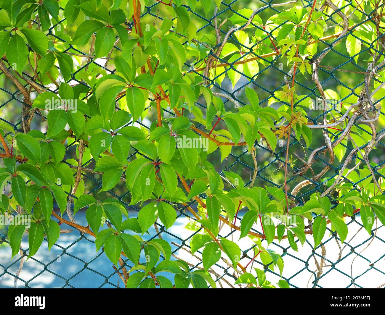 Chain link fence with vines hi-res stock photography and images - Alamy