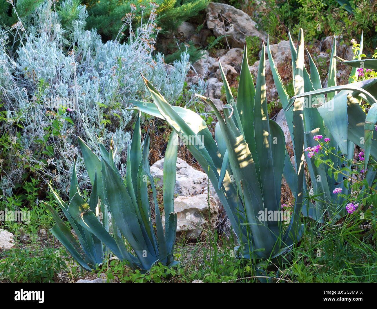 wild-growing agave plants Stock Photo - Alamy