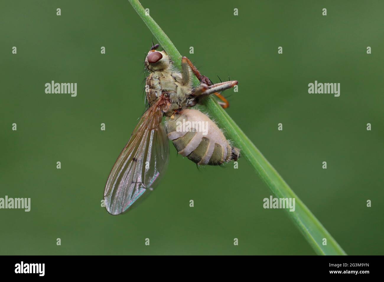 Entomophthora fly hi-res stock photography and images - Alamy
