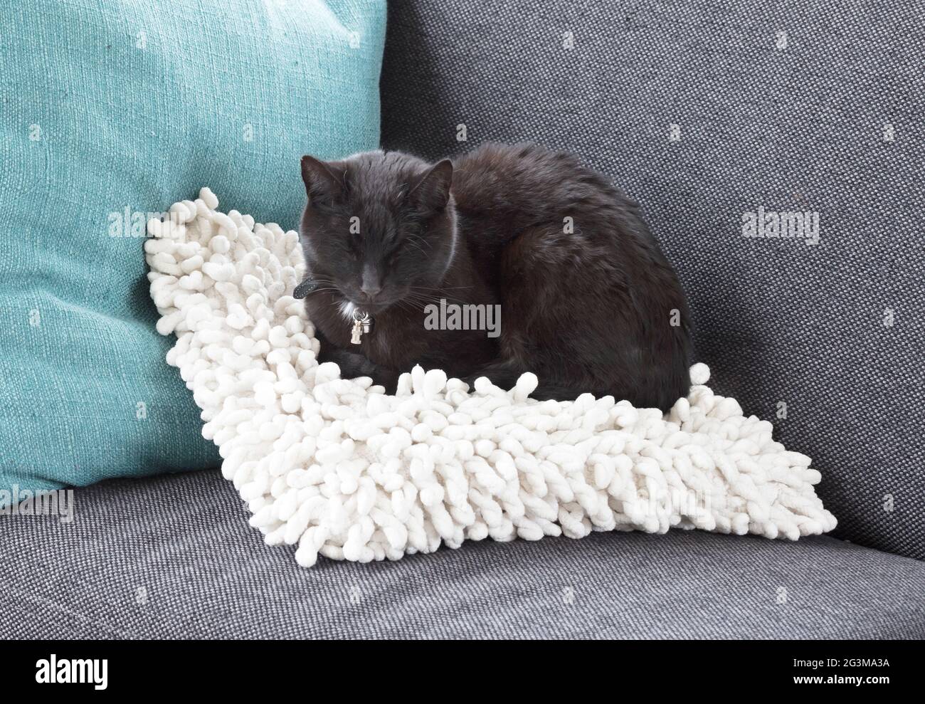 Black cat relaxing Stock Photo - Alamy