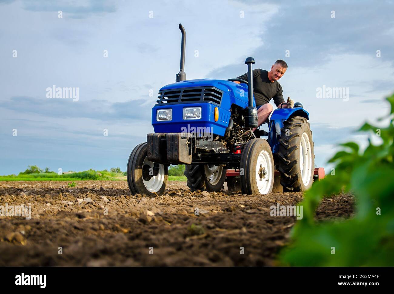 A farmer on a tractor works in the field. Milling soil, crushing and ...