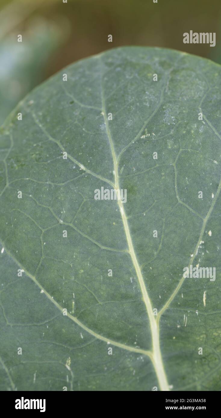 green plant background and plant structure usable as graphic background ...