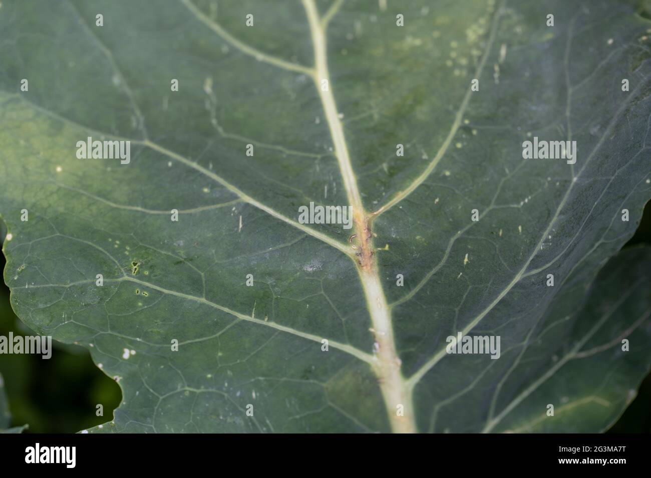green plant background and plant structure usable as graphic background ...