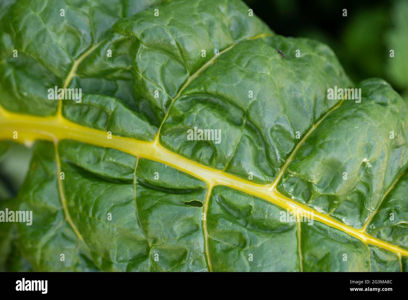 green plant background and plant structure usable as graphic background ...