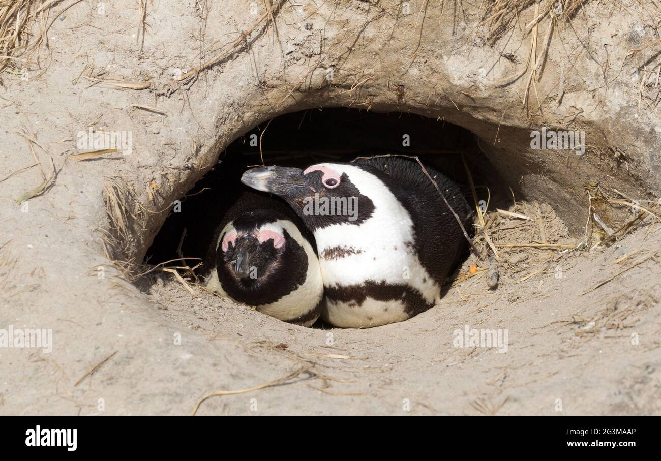African Penguin Nest High Resolution Stock Photography and Images - Alamy