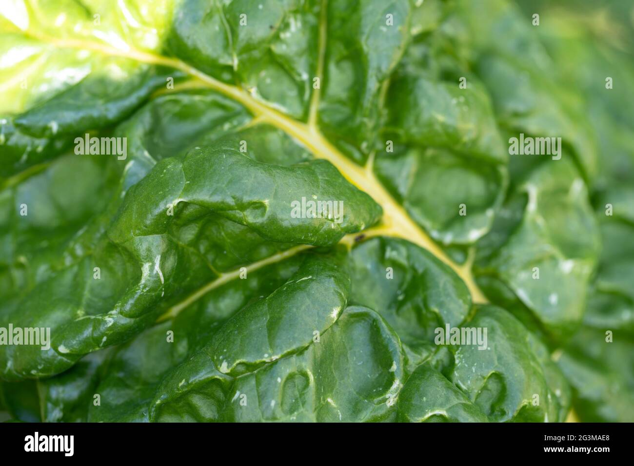 green plant background and plant structure usable as graphic background ...