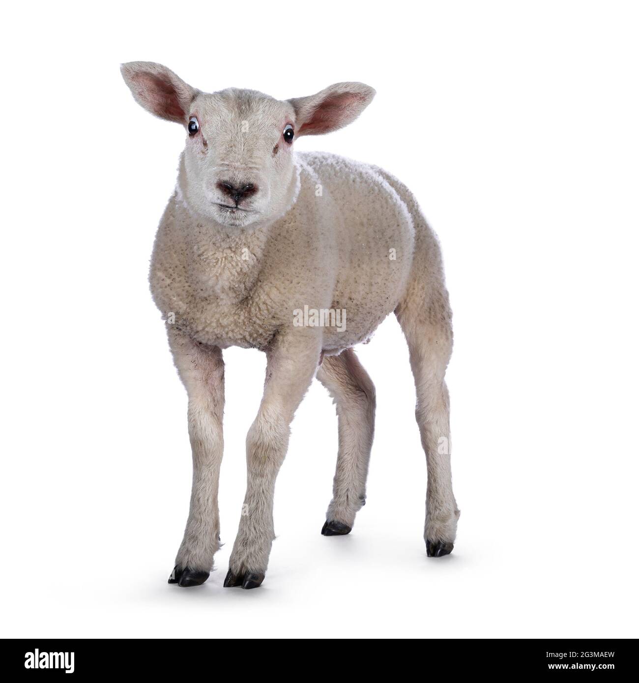 Cute little Texel lamb, standing facing front. Looking curious towards ...