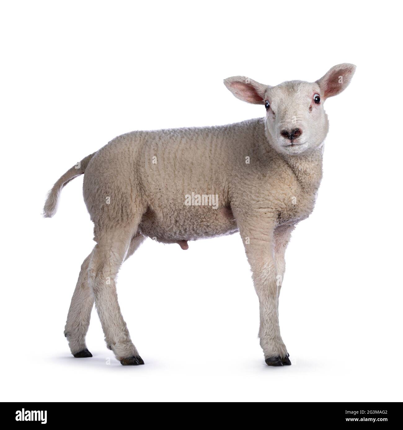 Cute little Texel lamb, standing side ways. Head turned looking towards ...
