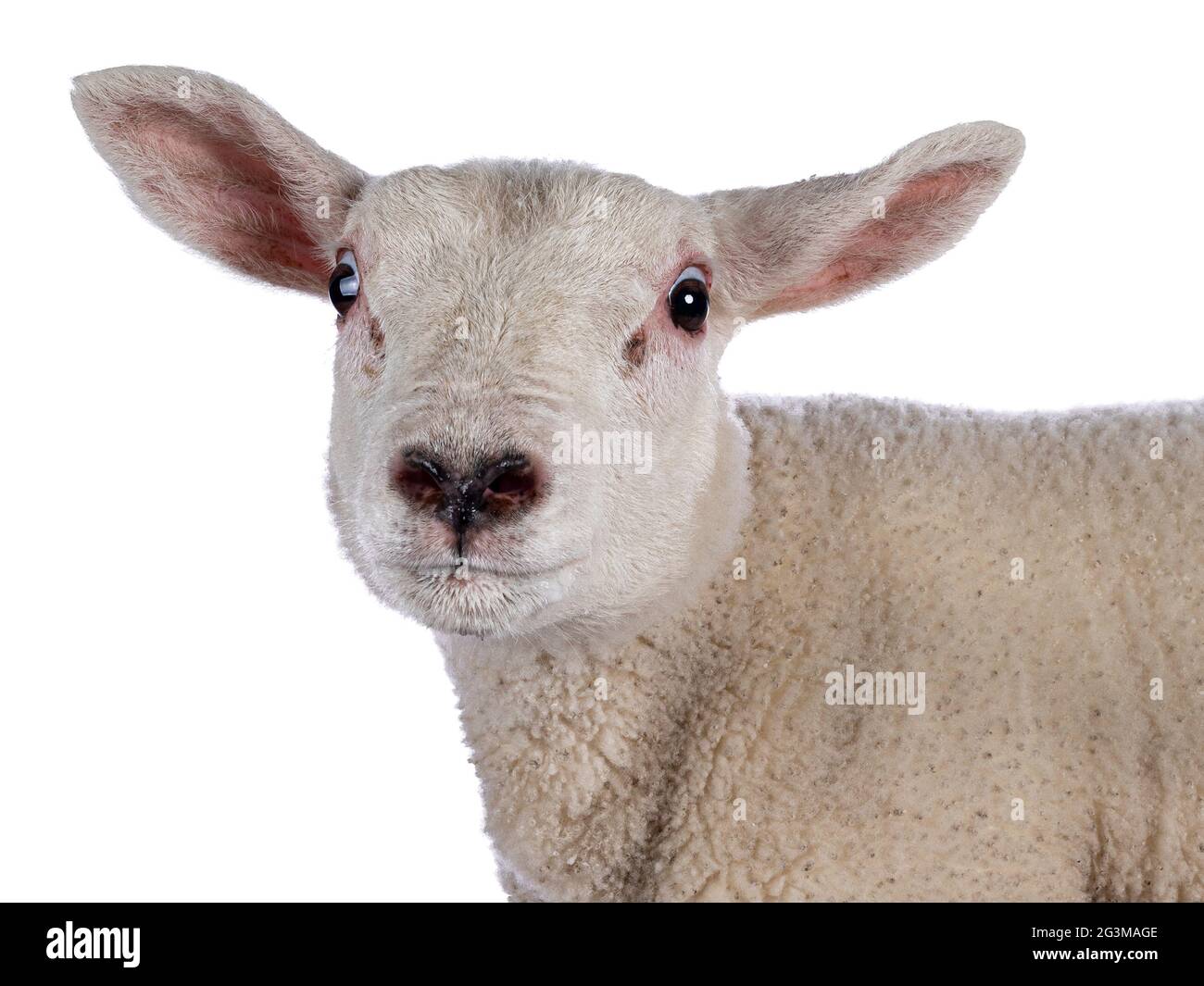 Head shot of cute little Texel lamb, standing side ways. Looking ...