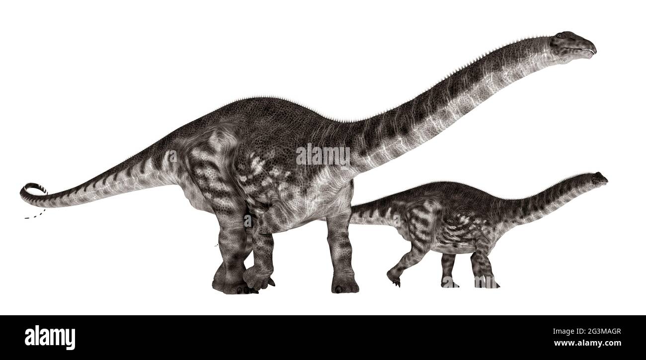 Dinosaur Apatosaurus isolated on white background Stock Photo - Alamy