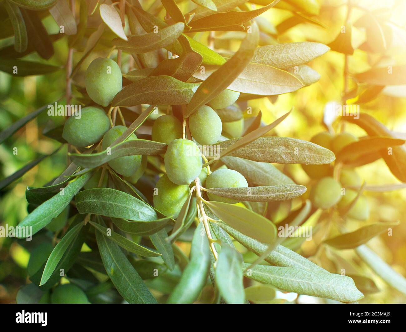 green olives on branch, closeup, sunlight effect Stock Photo - Alamy