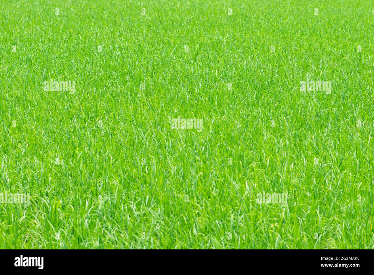 rice seedlings in the rice farm Stock Photo - Alamy