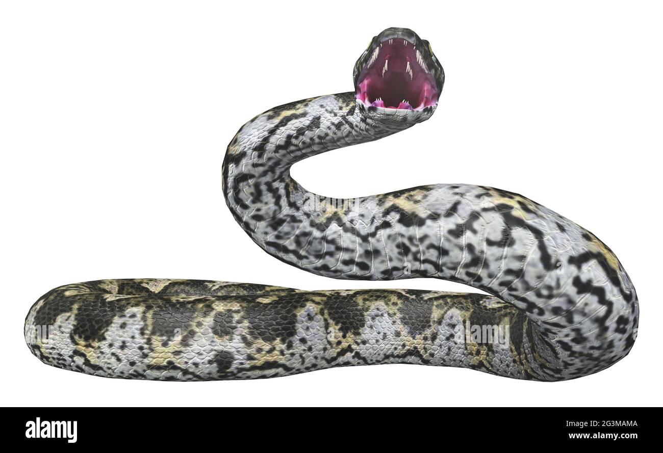 Boa Constrictor isolated on white background Stock Photo - Alamy