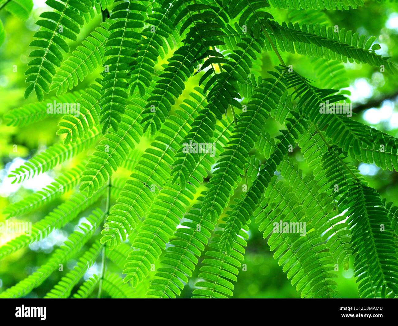 tree leaves highlighted by sun Stock Photo - Alamy