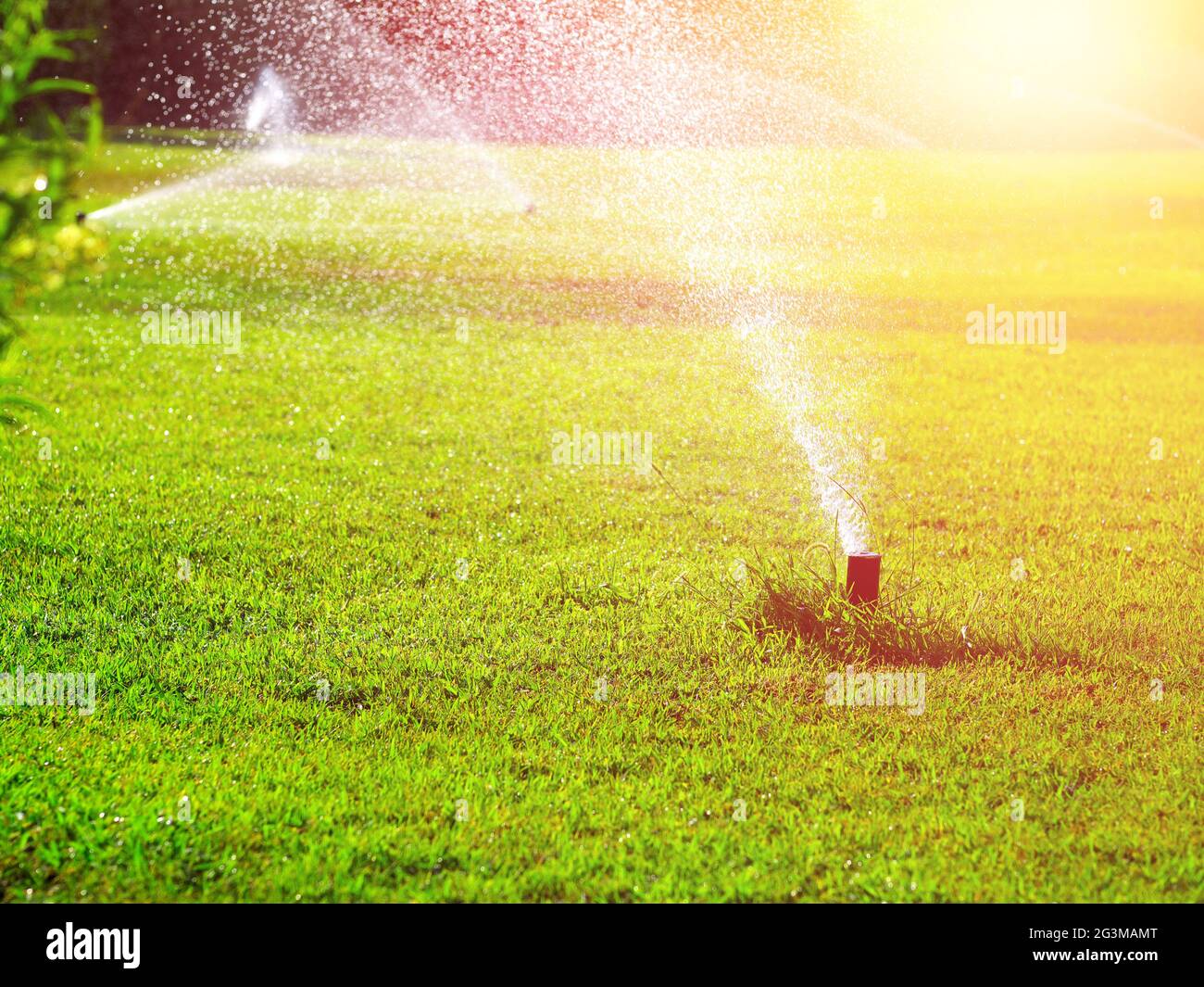automatic lawn watering system irrigating grass, toned, sunlight effect ...