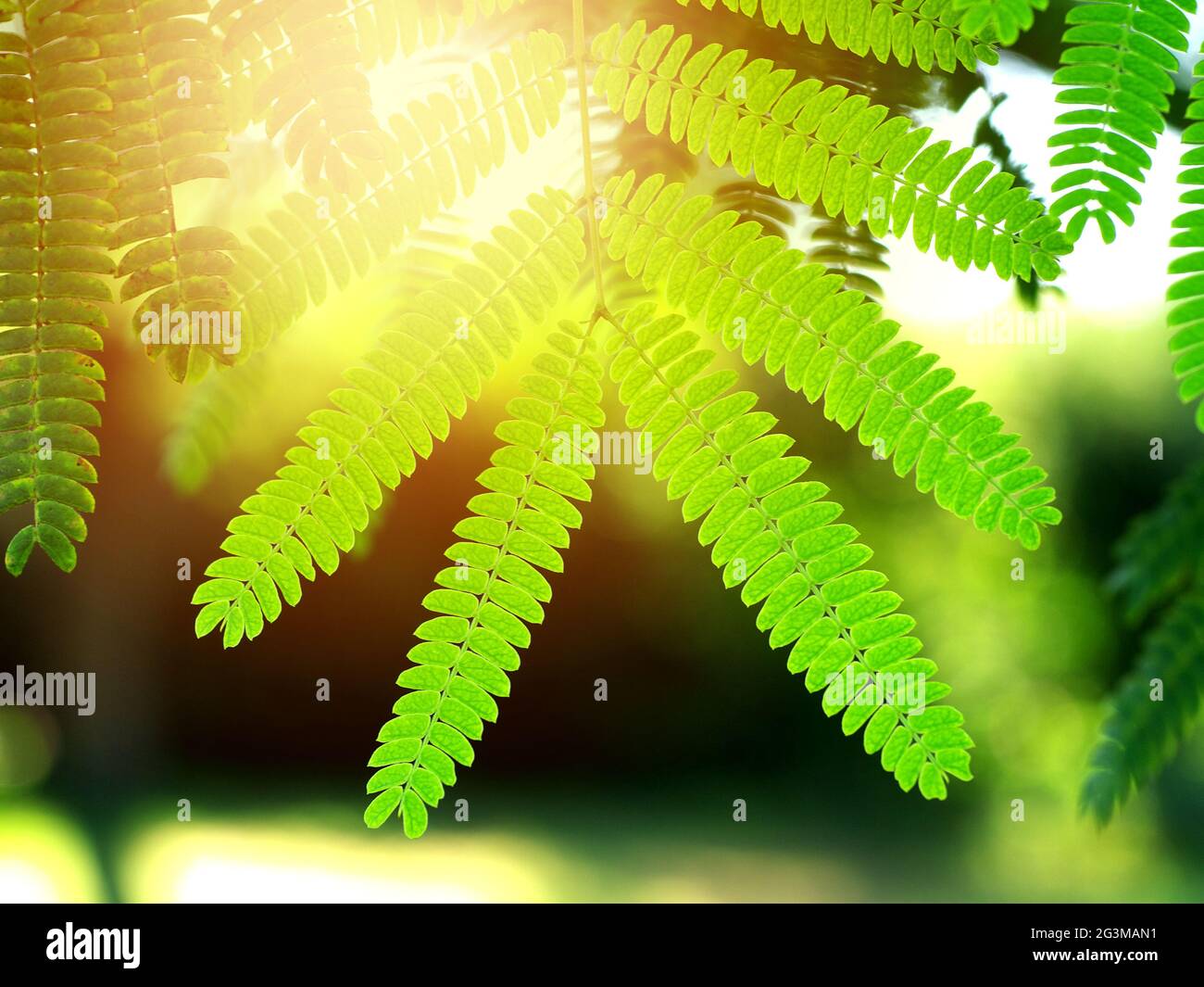tree leaves highlighted by sun, closeup, toned Stock Photo - Alamy