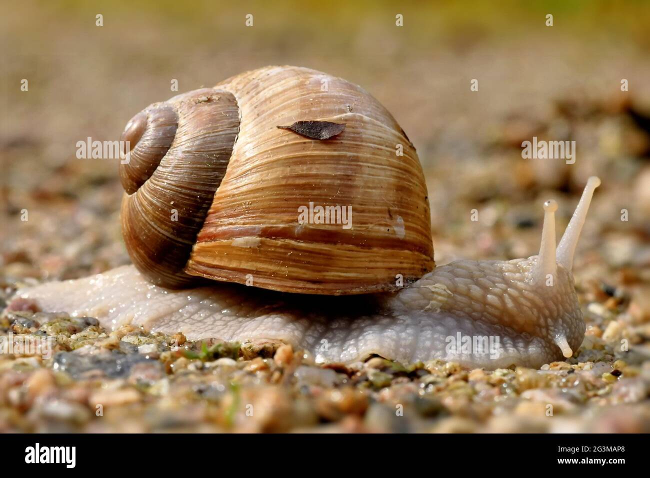 Roman snail hi-res stock photography and images - Alamy