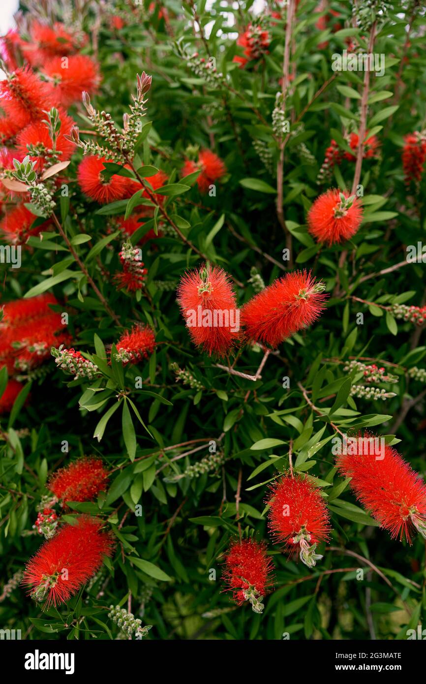 Red callistemon flowers on a sprawling green bush Stock Photo - Alamy