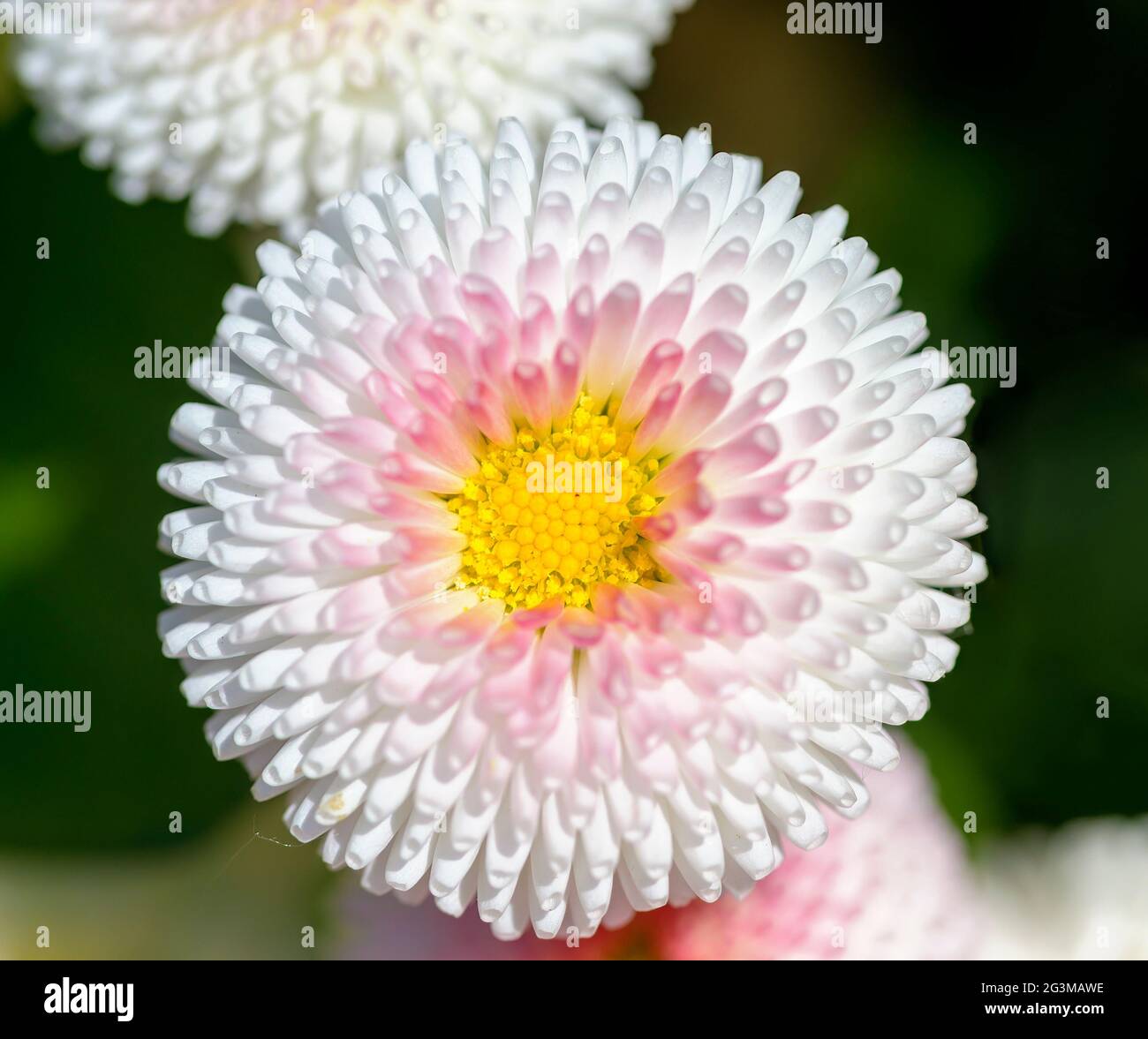 blossom of a flowering plant of the genus Bellis shaped like a bowl ...