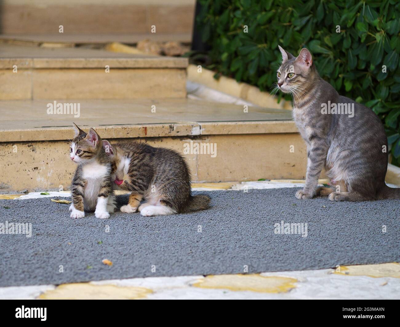 cat mother controlling two kittens playing outdoors Stock Photo - Alamy