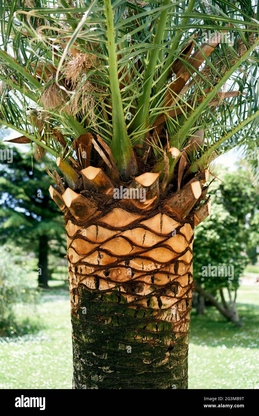 Moss-covered date palm trunk with green branches. Close-up Stock Photo ...