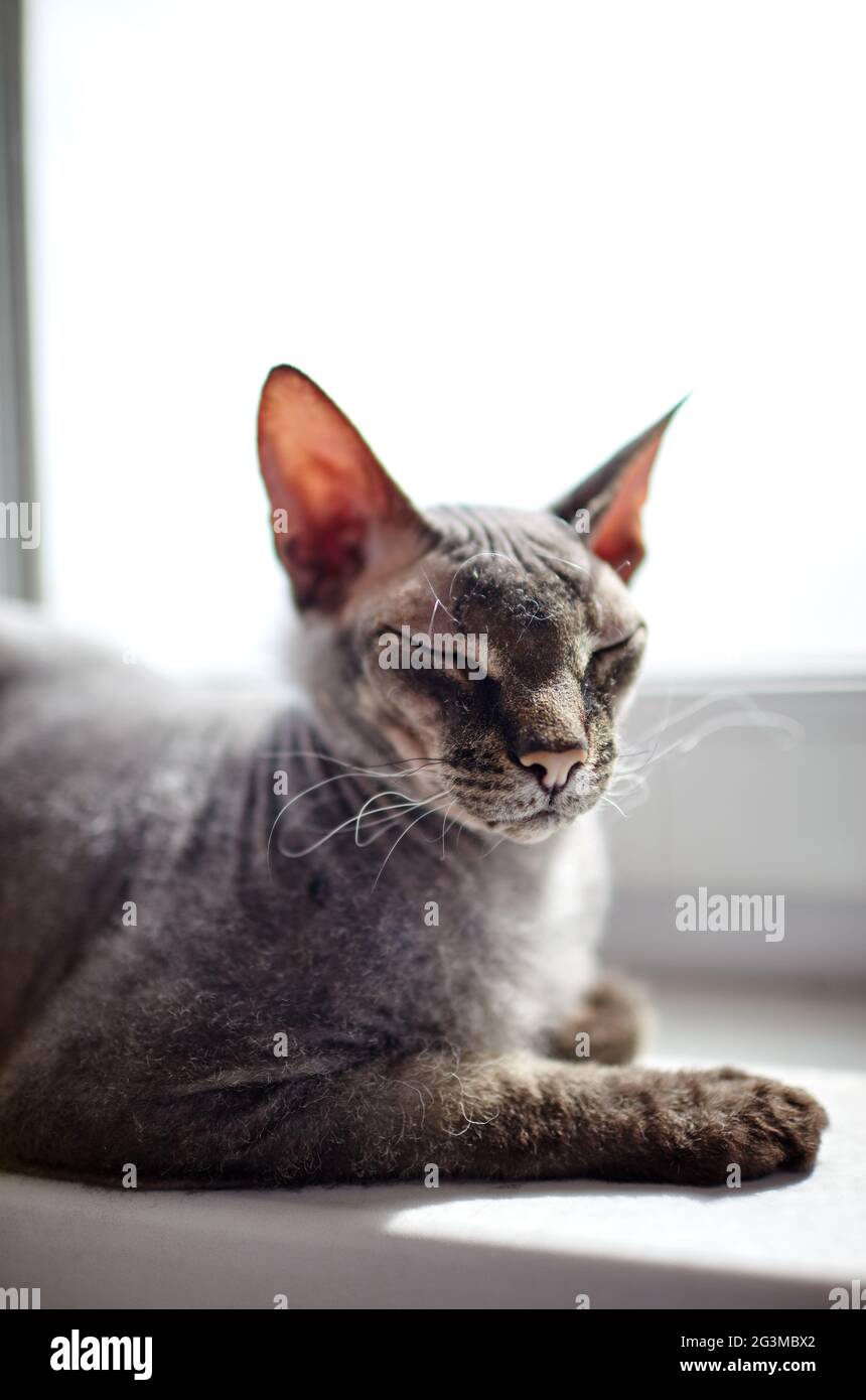 Funny cat sitting on window sill. A beautiful gray sphinx cat ...