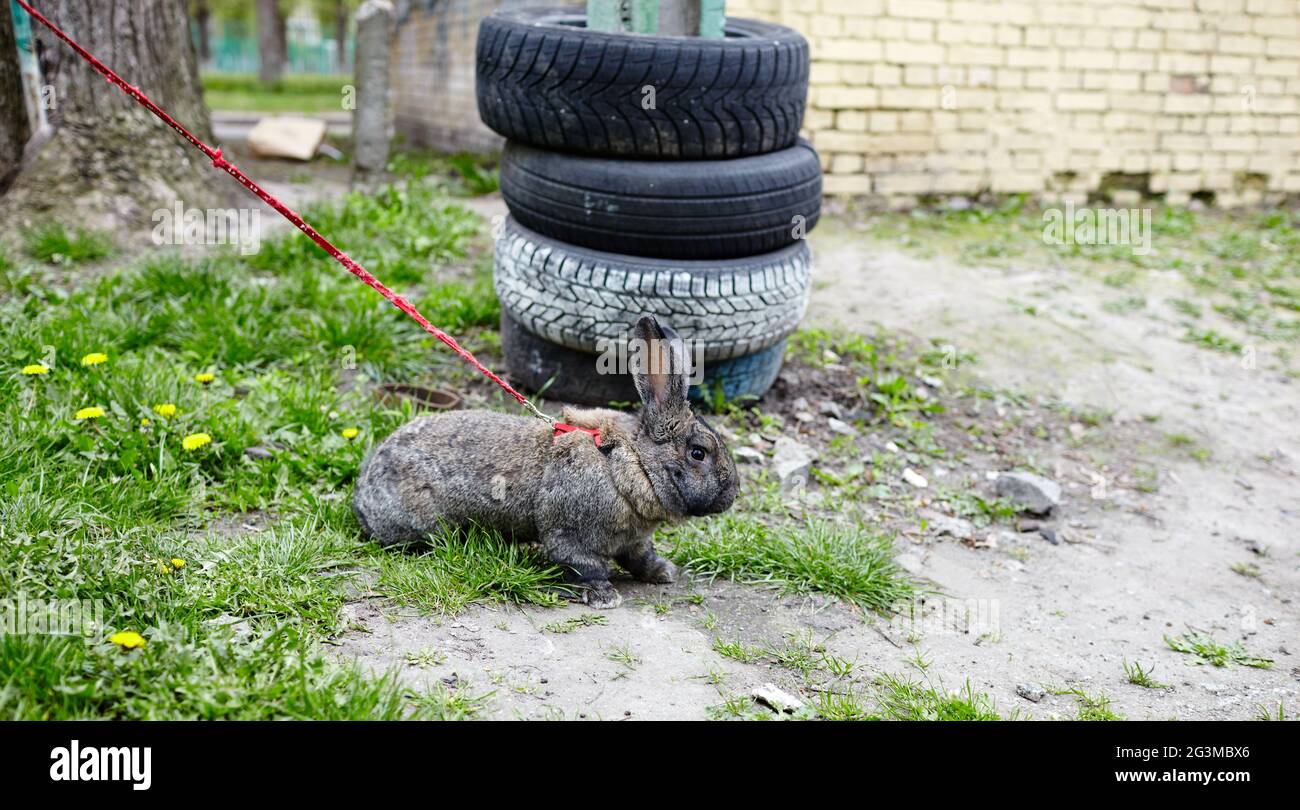 Big rabbit on green grass. Lovely and lively bunny in nature Stock ...