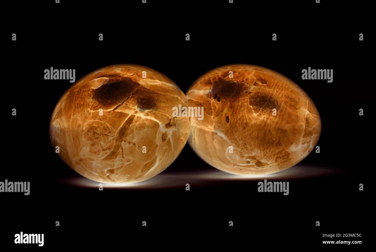 X ray eggs hi-res stock photography and images - Alamy