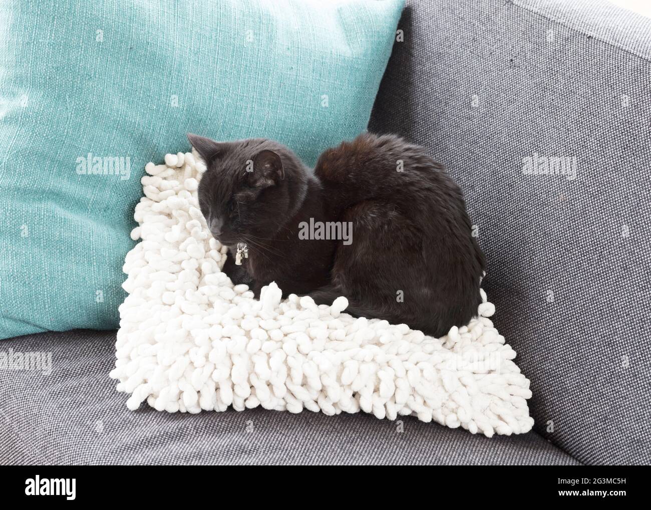 Black cat relaxing Stock Photo - Alamy