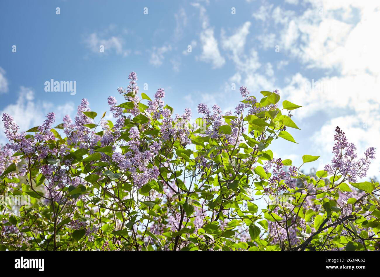 Beautiful lilac blossom. Flowering lilac tree at park. Fresh spring ...